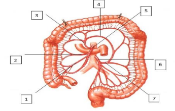 Questão Identifique as estruturas anatômicas que configuram a irrigação ...