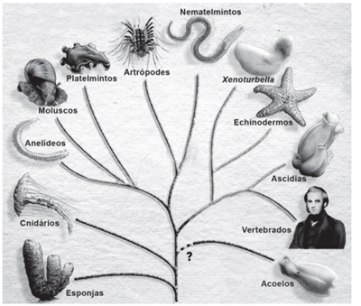 Questão A ilustração representa uma árvore filogenética, em que figuram ...