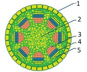Diagrama De Feixe Vascular Monocotiledonea