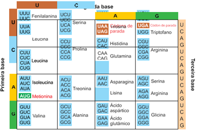 Questão A tabela apresenta o código genético.(https://readbiology.com ...