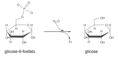 Questão O cardiologista John Kheir, do Hospital Infantil de Boston (EUA), liderou um estudo em ...