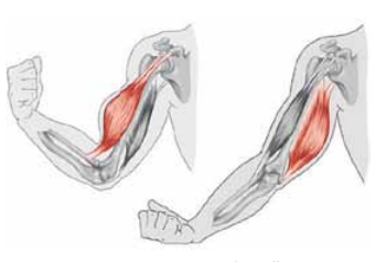 Questão A figura ilustra o movimento de flexionar o braço, o qual ...