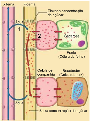 Quest o A Imagem Ilustra A Rela o Entre O Fluxo De Seiva Bruta E Seiva Quest o A Imagem Ilustra A Rela o Entre O Fluxo De Seiva Bruta E Seiva