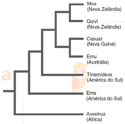 Questão A árvore filogenética abaixo apresenta a hipótese de que aves ...